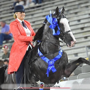 Strong night with over 40 two-year-old stallions | The Walking Horse Report